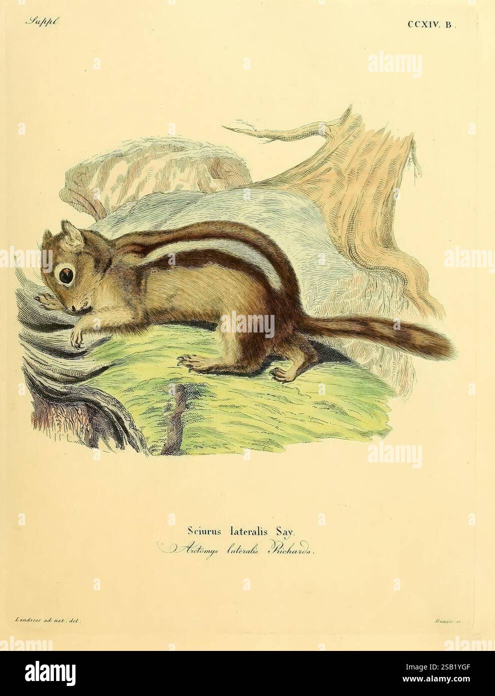 Sciurus lateralis hi-res stock photography and images - Alamy