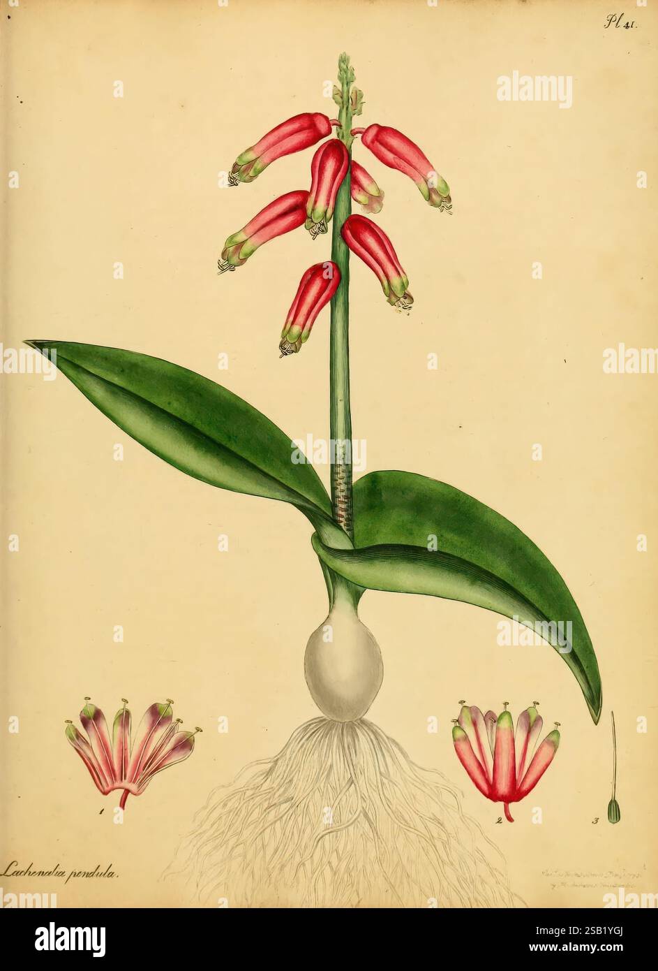 Plants adaptive features hi-res stock photography and images - Alamy