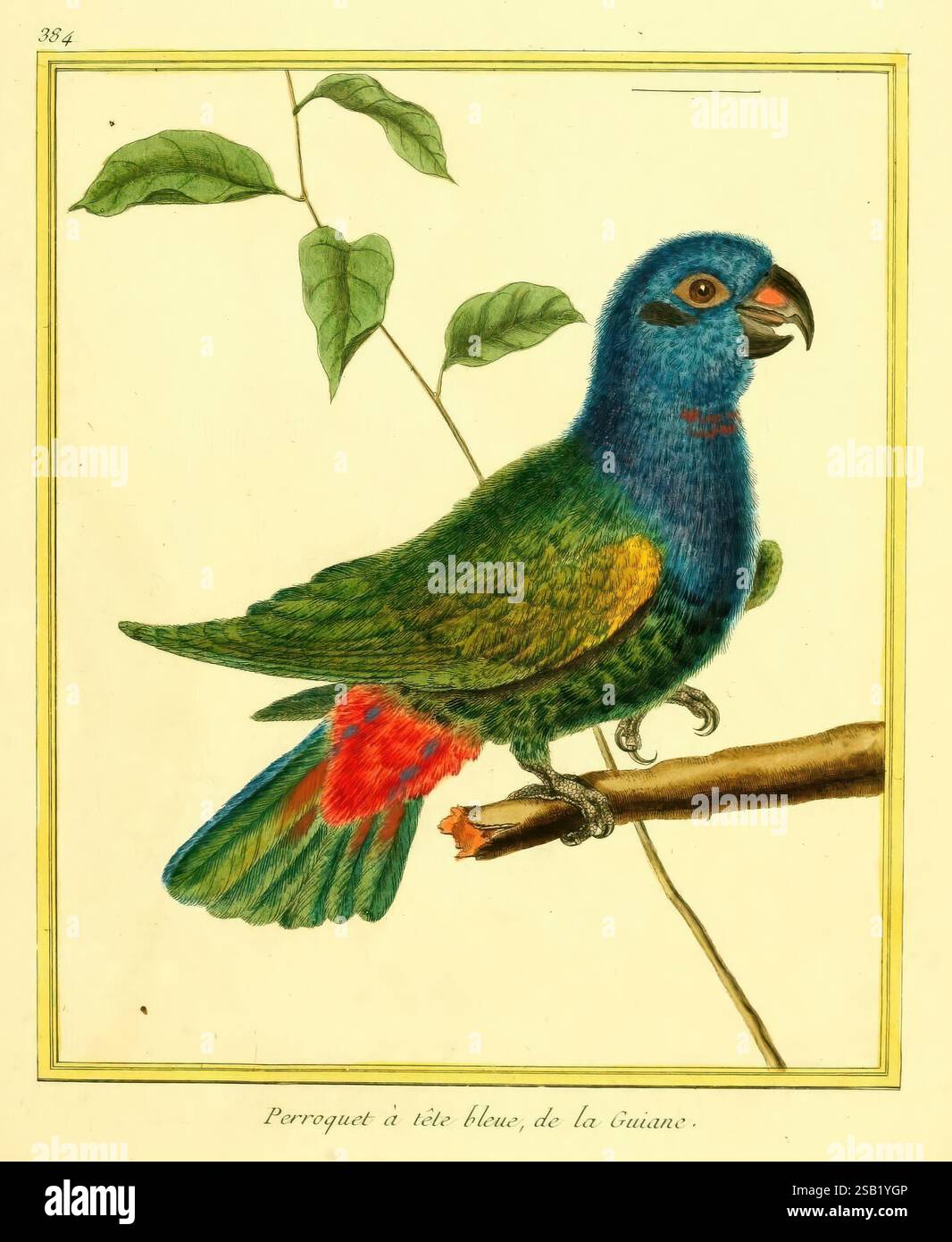 Parrots lively appearance hi-res stock photography and images - Alamy