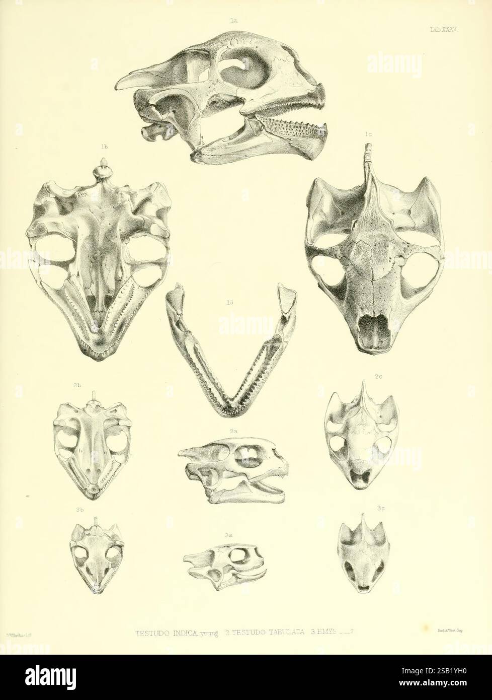 Catalogue of Shield Reptiles in the Collection of the British Museum ...