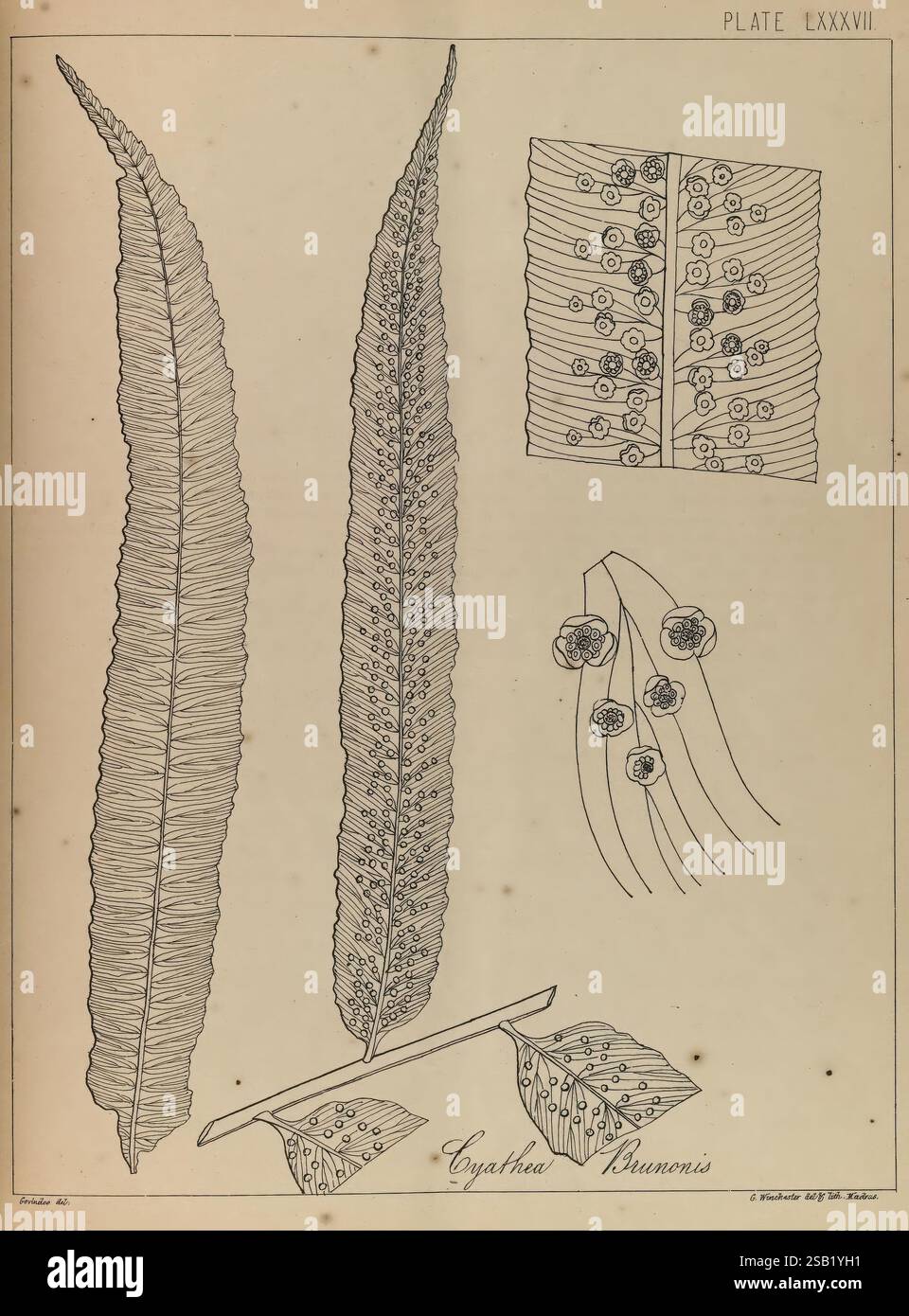 The ferns of British India, Madras, 1866, India, Pteridophyta, The ...