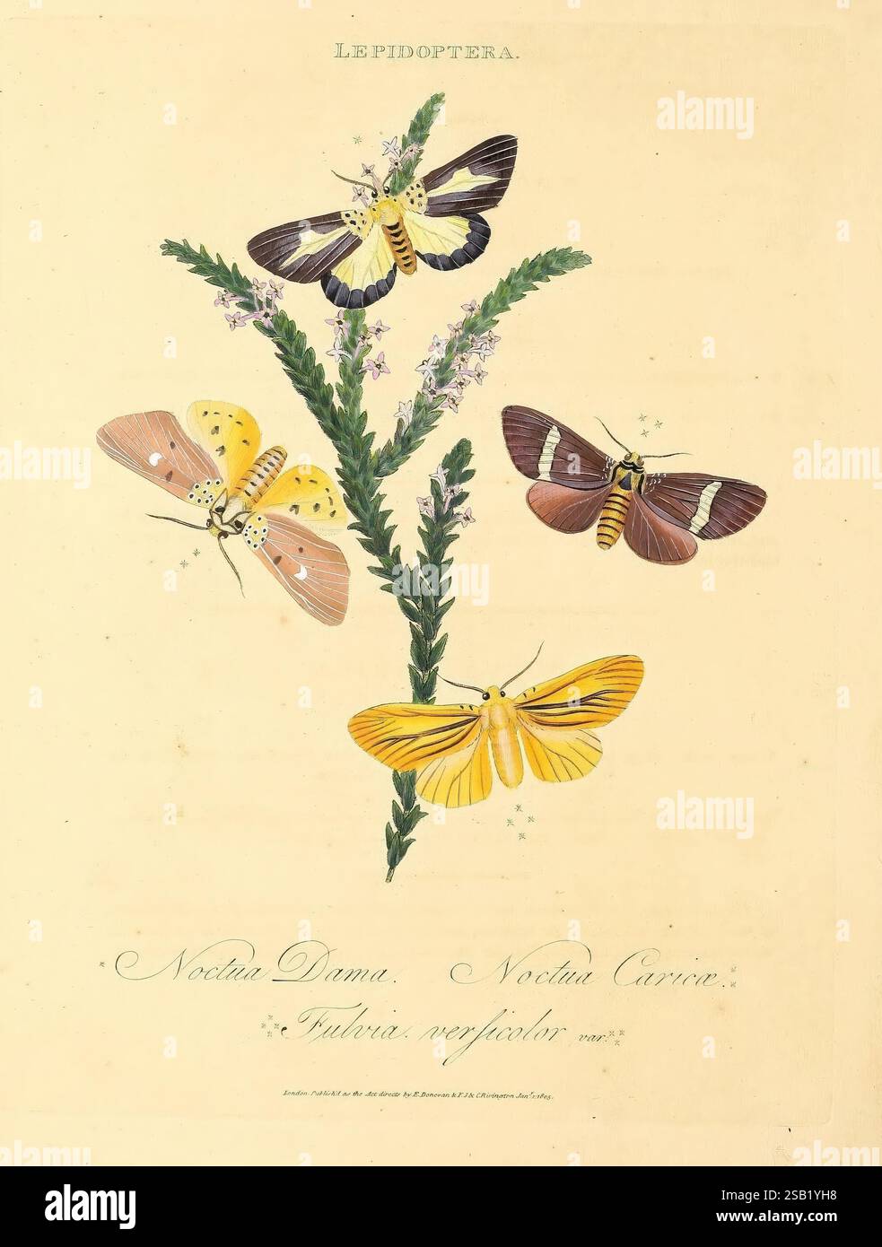 Noctua versicolor asota eusemioides hi-res stock photography and images ...