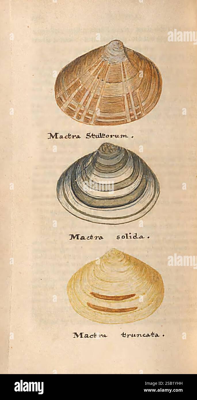 Visual displays three distinct shell types hi-res stock photography and ...