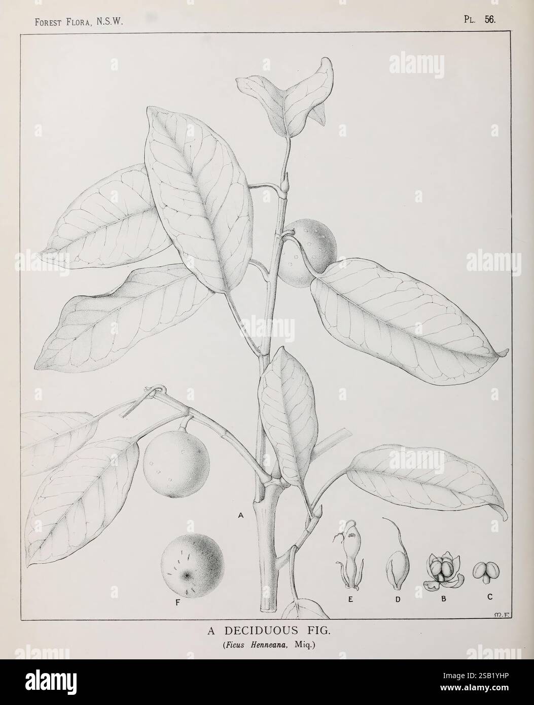 Ficus hanseniana hi-res stock photography and images - Alamy