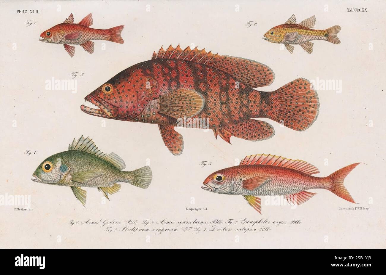 Fishs elaborate coloration hi-res stock photography and images - Alamy