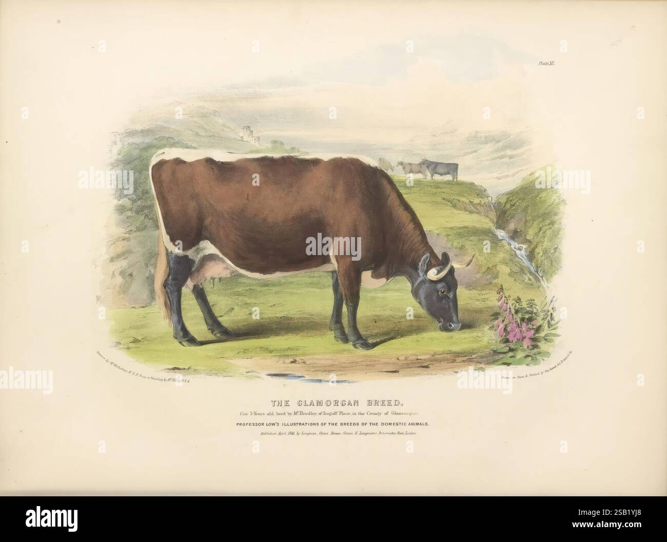 Claworgan breed hi-res stock photography and images - Alamy