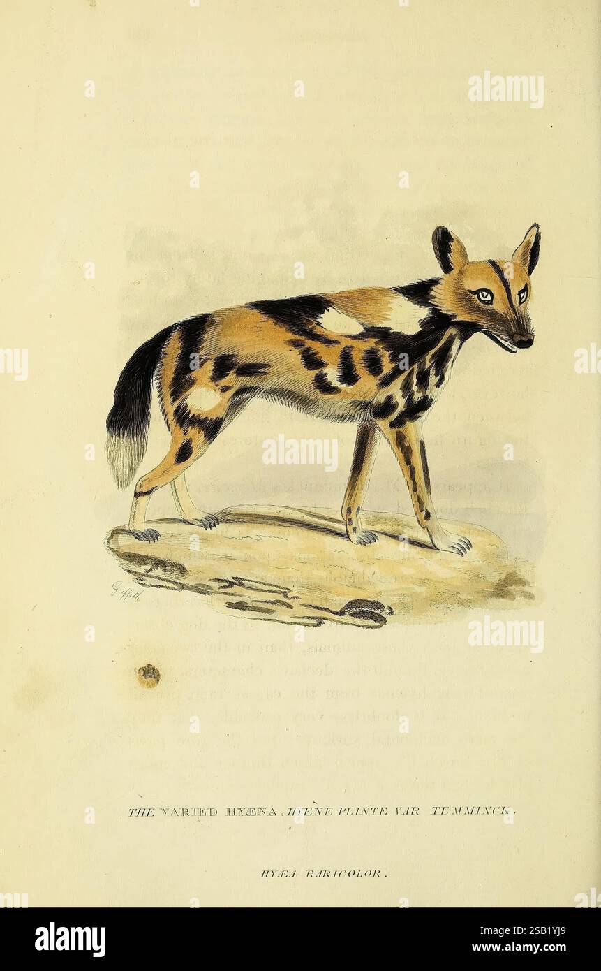 Variegated hyenas distinctive features hi-res stock photography and ...