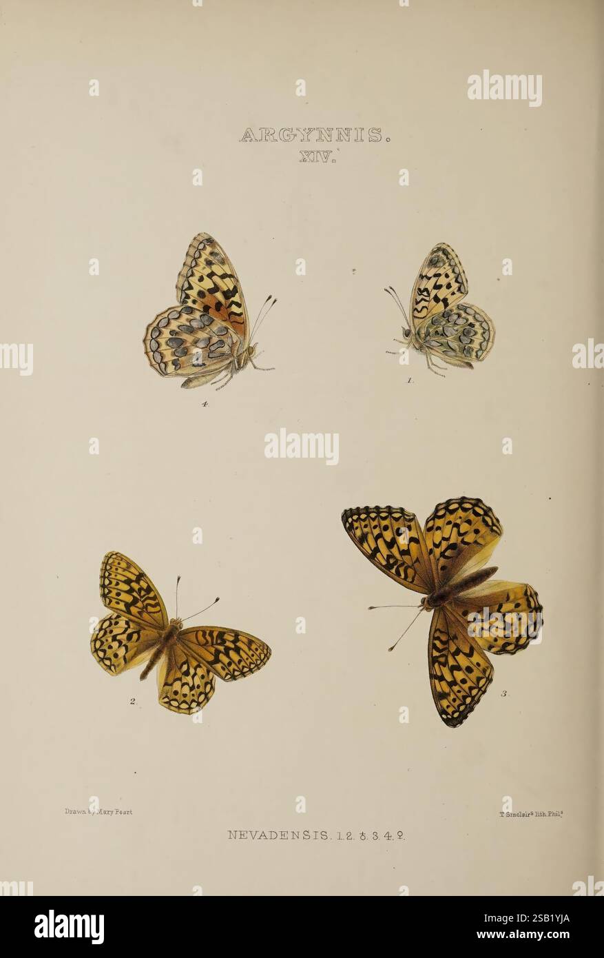 The butterflies of North America Philadelphia, American Entomological ...