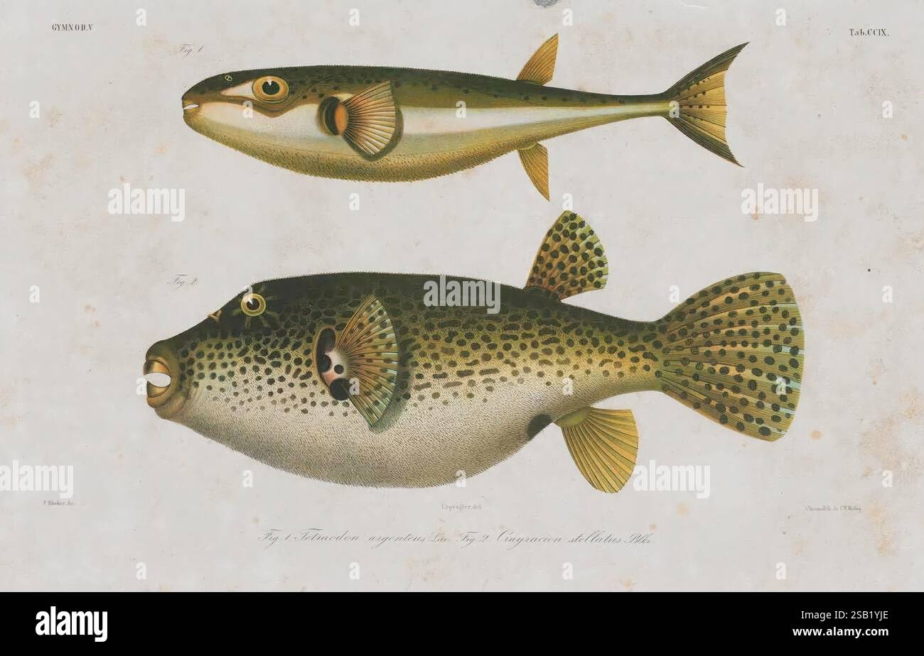 Slender fish exhibits hi-res stock photography and images - Alamy