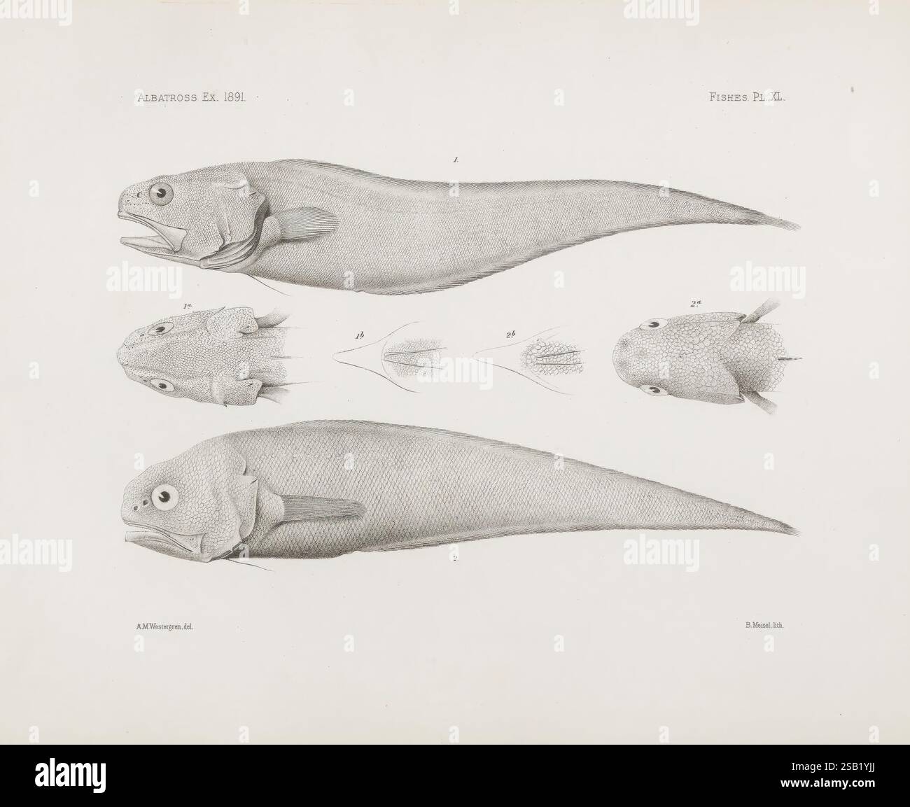 Detail specific anatomical parts hi-res stock photography and images ...