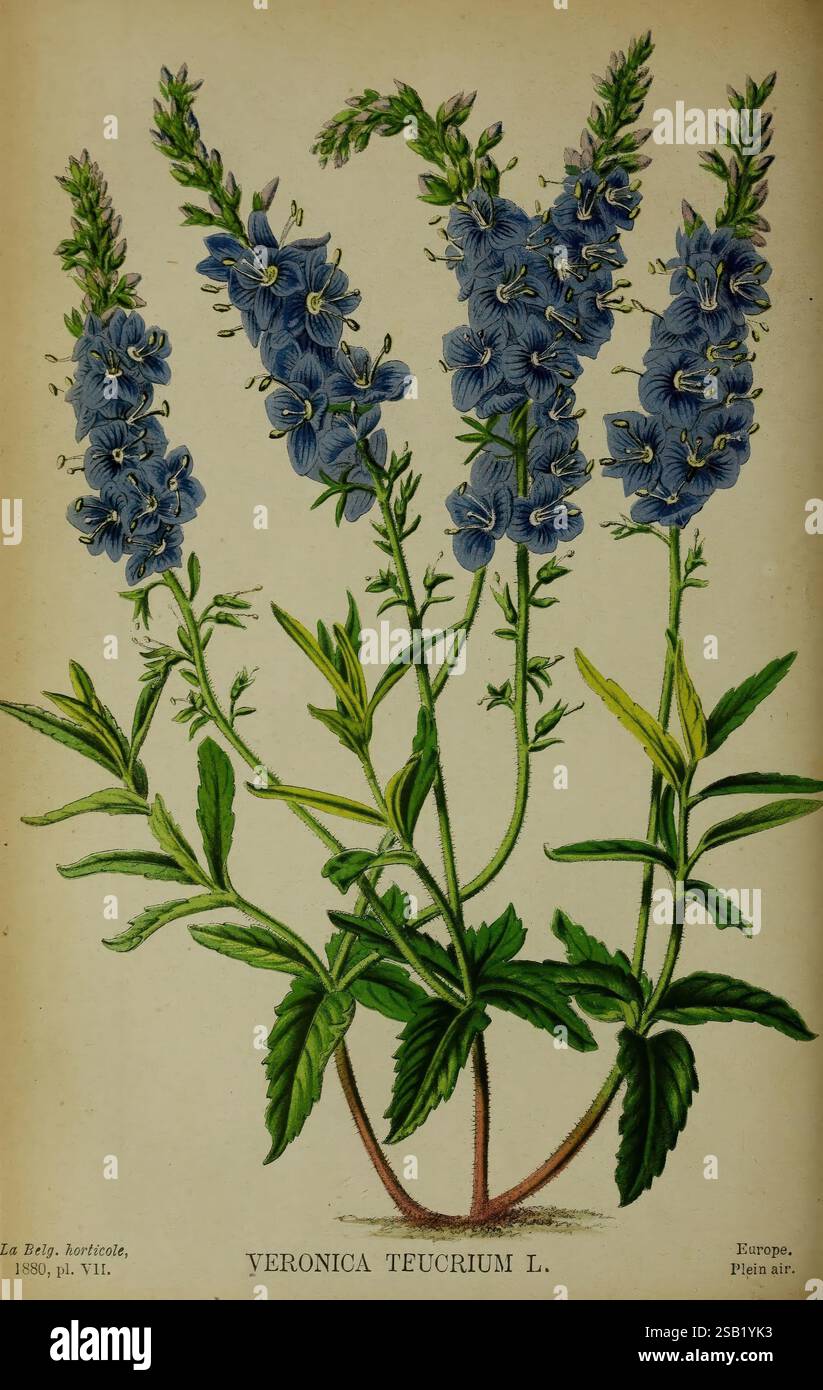 Lance shaped forms hi-res stock photography and images - Alamy