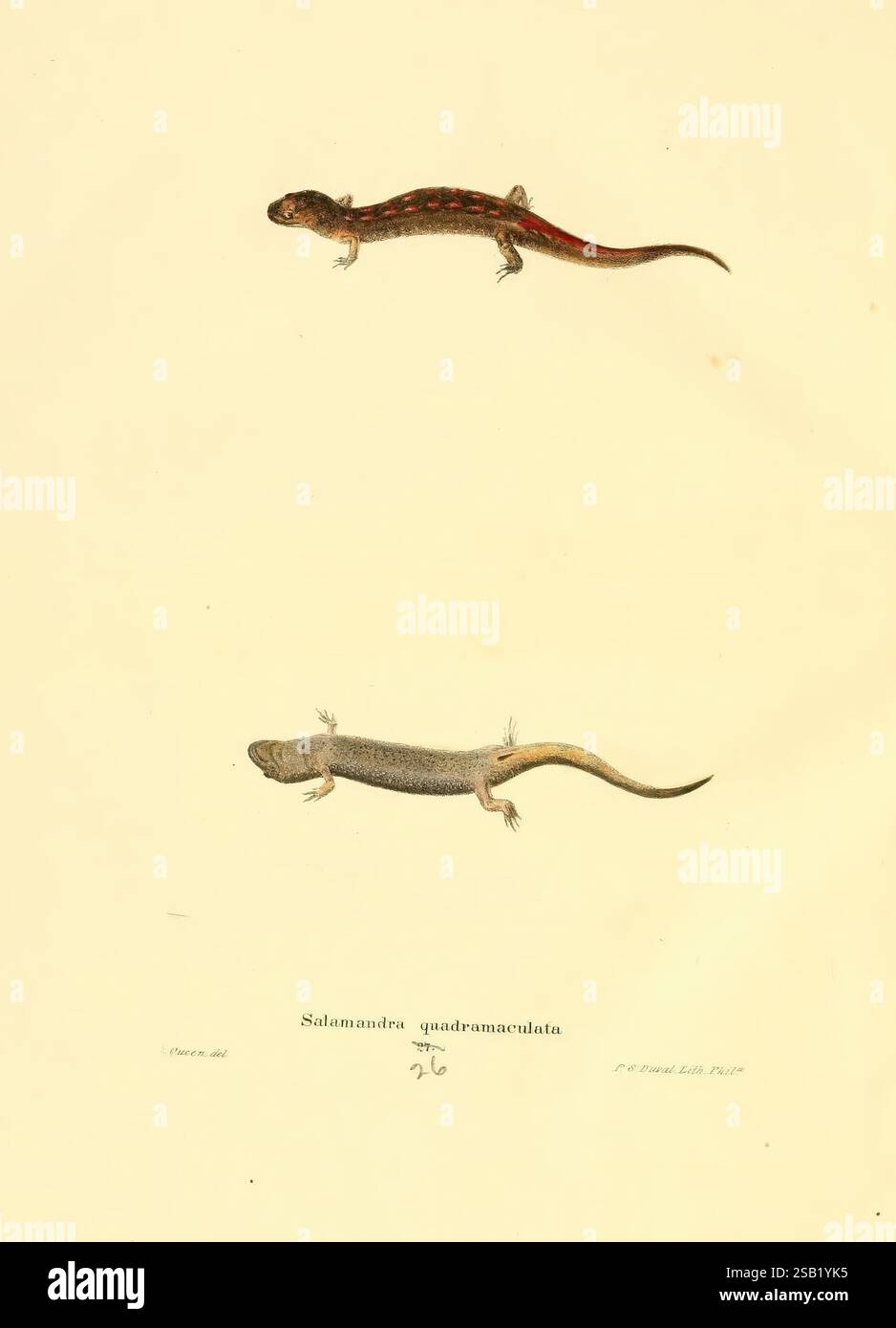 Salamandra quadramaculata hi-res stock photography and images - Alamy