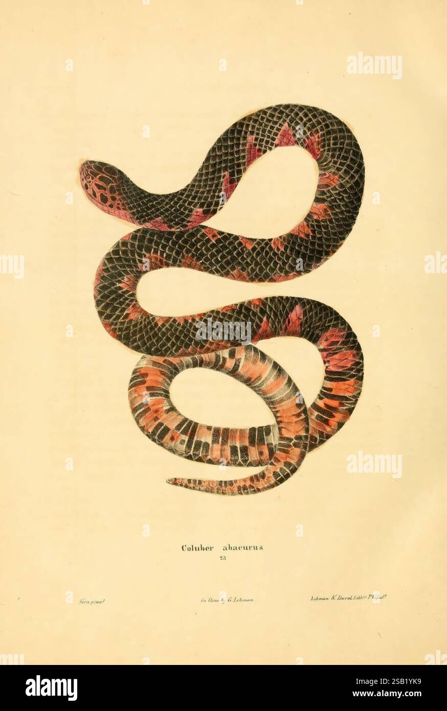 Reptiles unique markings hi-res stock photography and images - Alamy