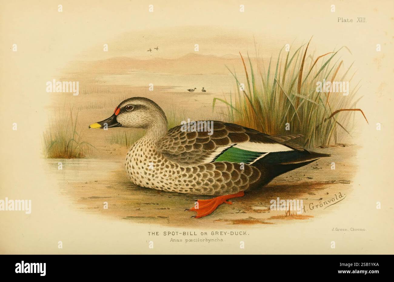 Duck identified hi-res stock photography and images - Alamy