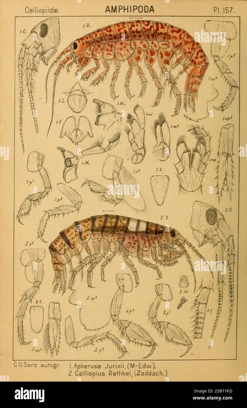 An account of the Crustacea of Norway Christiania, A. Cammermeyer, 1895 ...