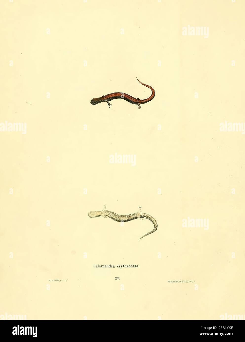 North American herpetology, v.3, Philadelphia, J. Dobson, 1836-1840 ...