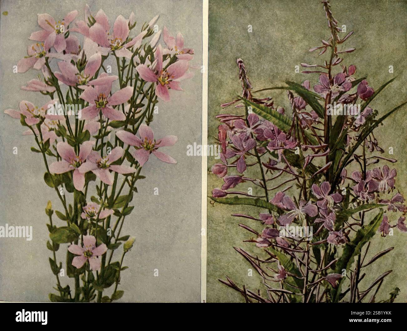 Striking purple orchids displays hi-res stock photography and images ...