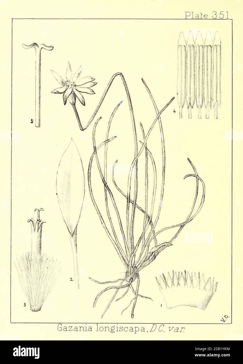 Plants anchorage system hi-res stock photography and images - Alamy