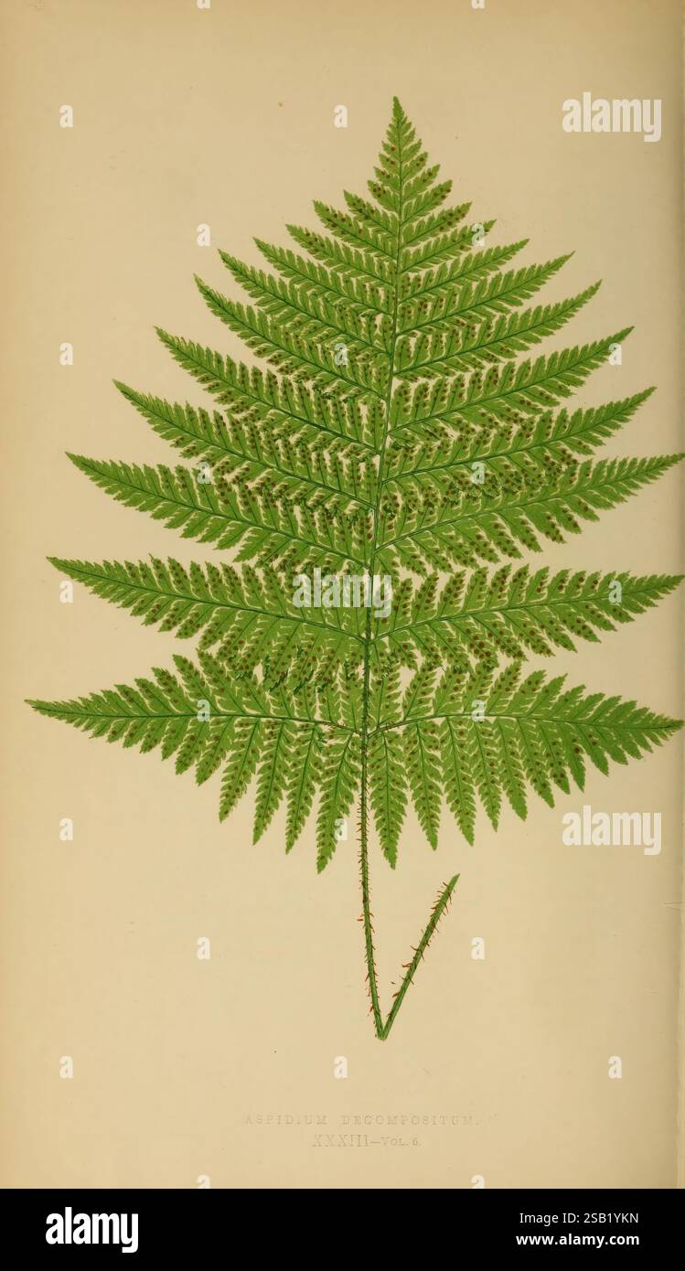 Aspidium decumanum hi-res stock photography and images - Alamy