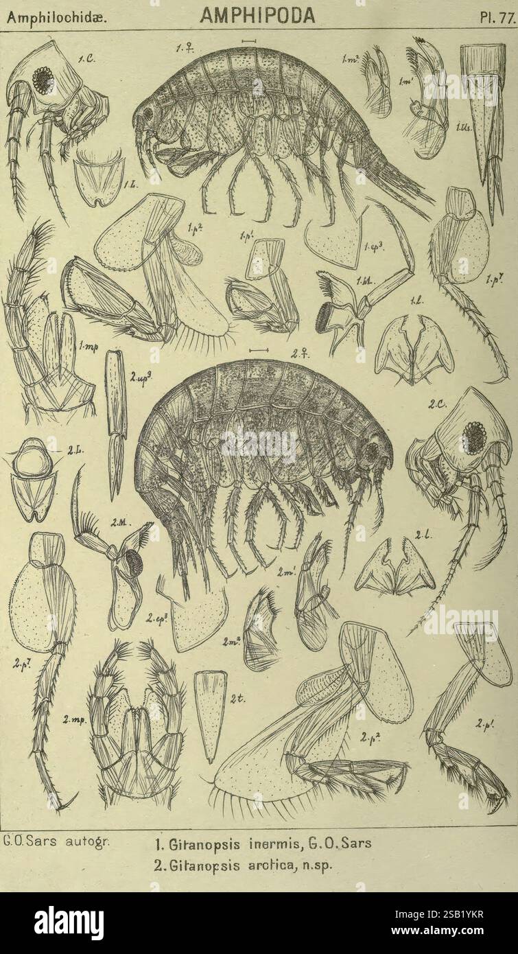 Top left specimen displays hi-res stock photography and images - Alamy