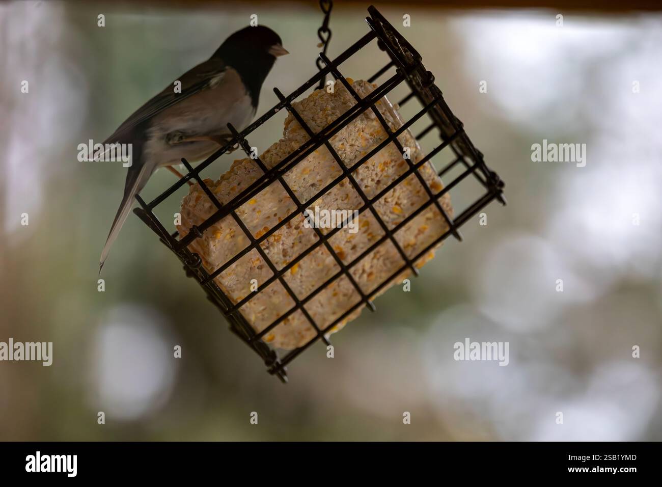 Bird protector hi-res stock photography and images - Alamy