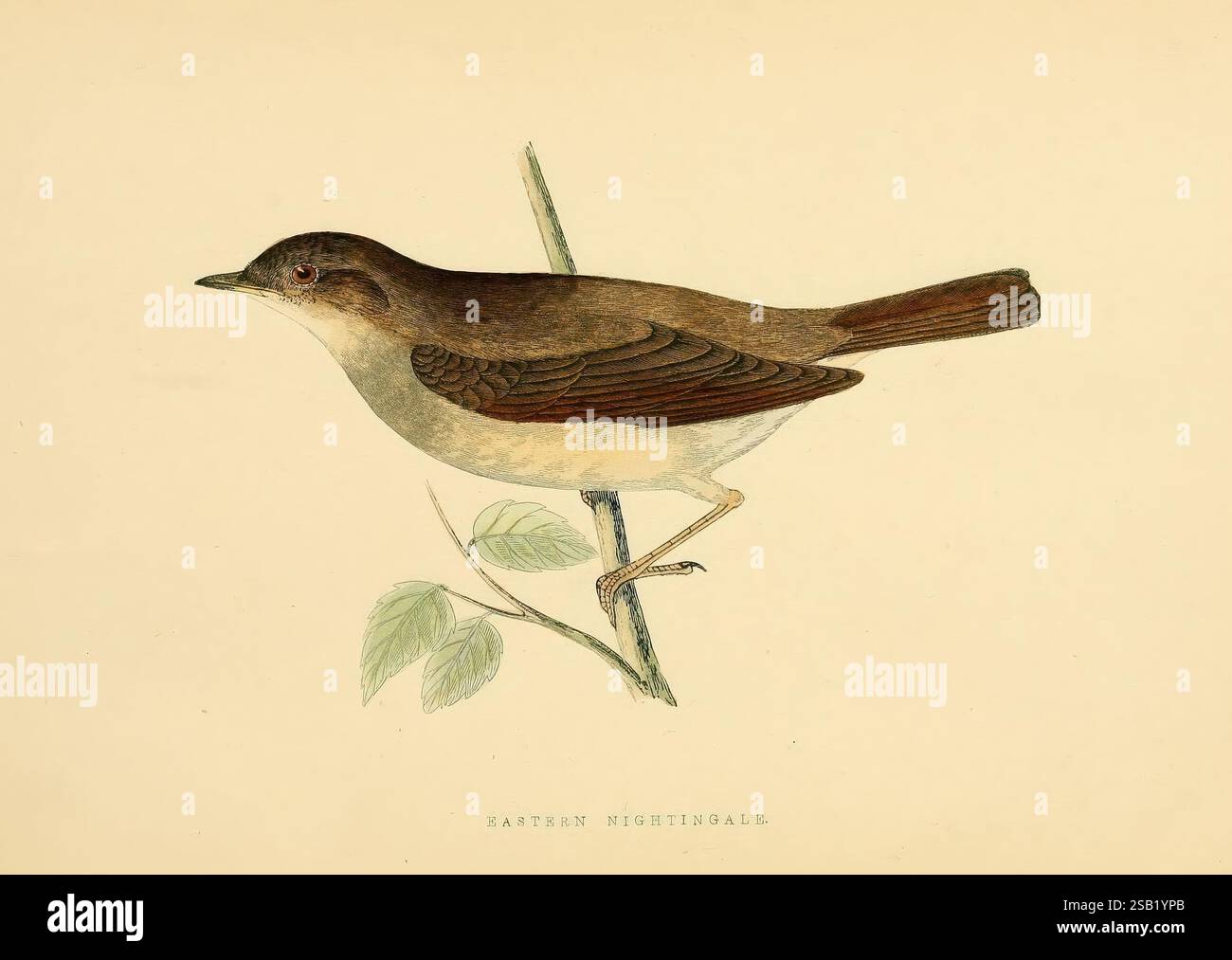 Nightingale highlights hi-res stock photography and images - Alamy