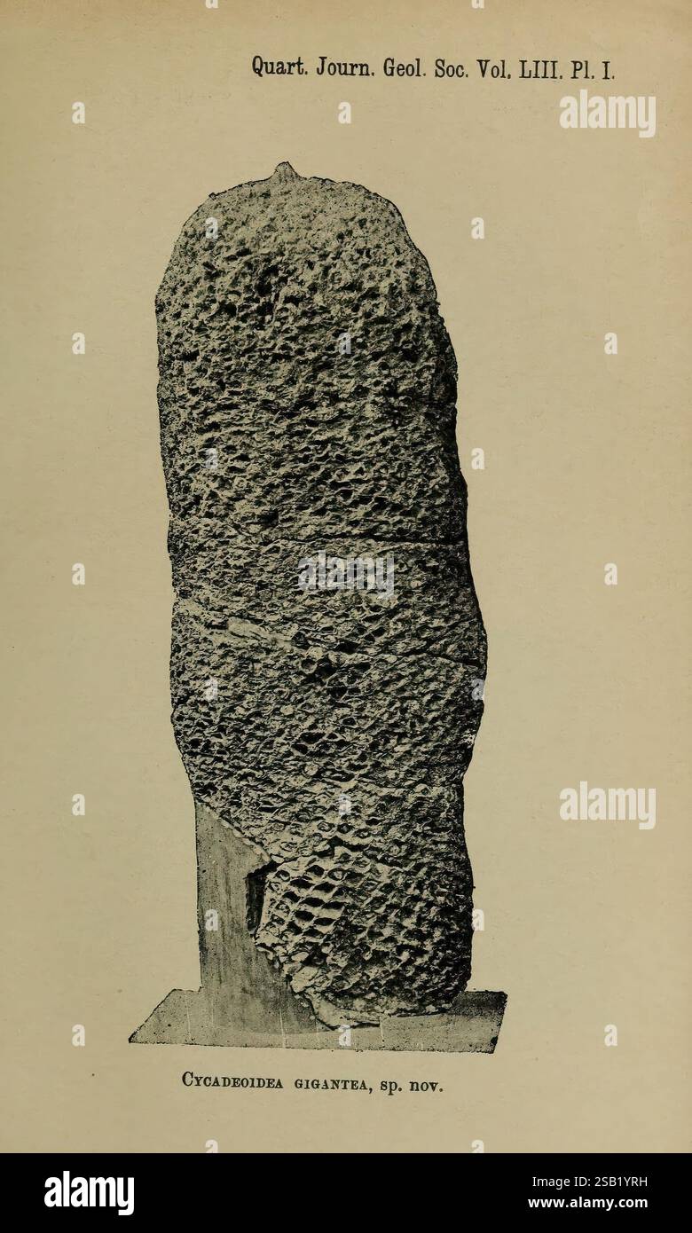 Cylindrical fossil specimen identified hi-res stock photography and ...