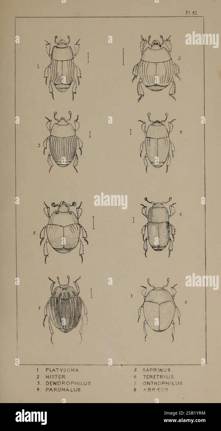 The British Coleoptera delineated, London, W. Crofts, 1840 beetles ...