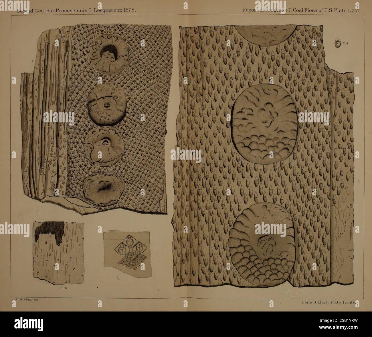 Description of the coal flora of the Carboniferous formation in ...