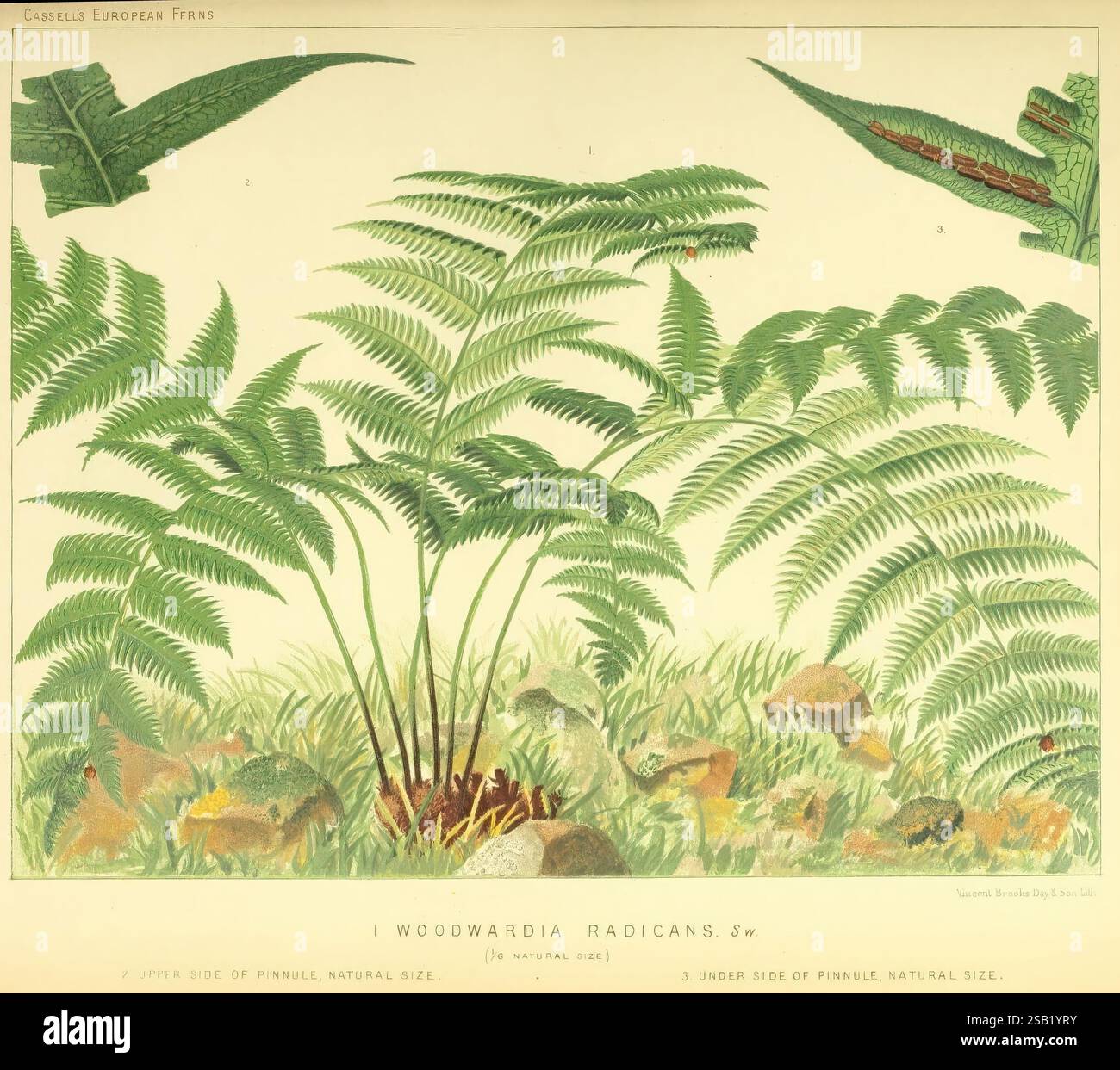 European ferns, Petter, Galpin & Co, 1879-1881. Europe, ferns, botany ...