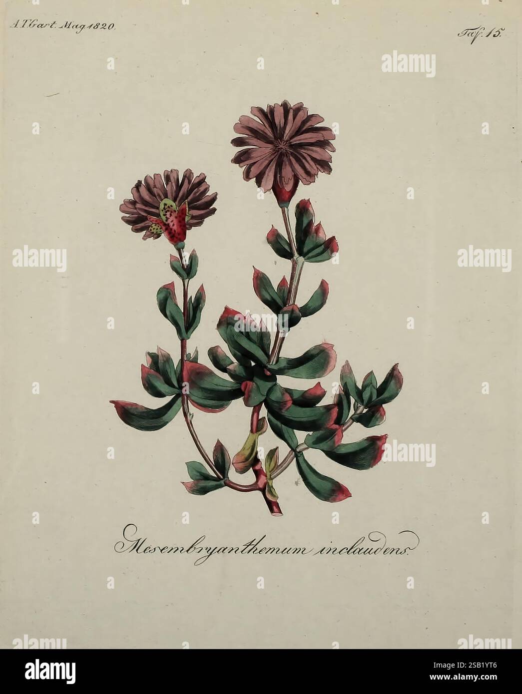 Mosembryanthemum inclusum hi-res stock photography and images - Alamy