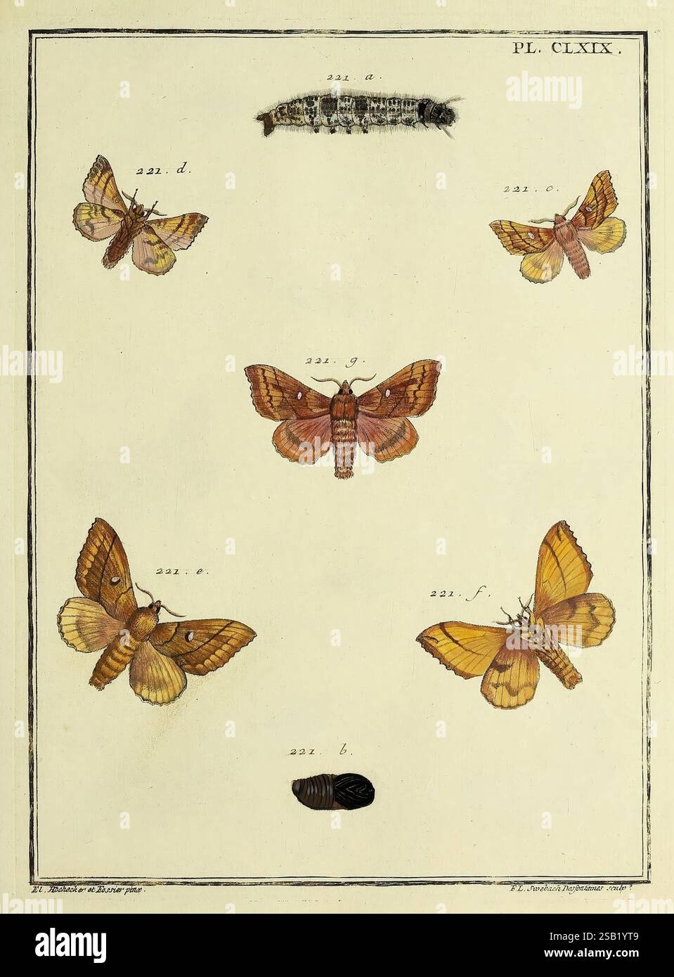 Rounded chrysalis hi-res stock photography and images - Alamy