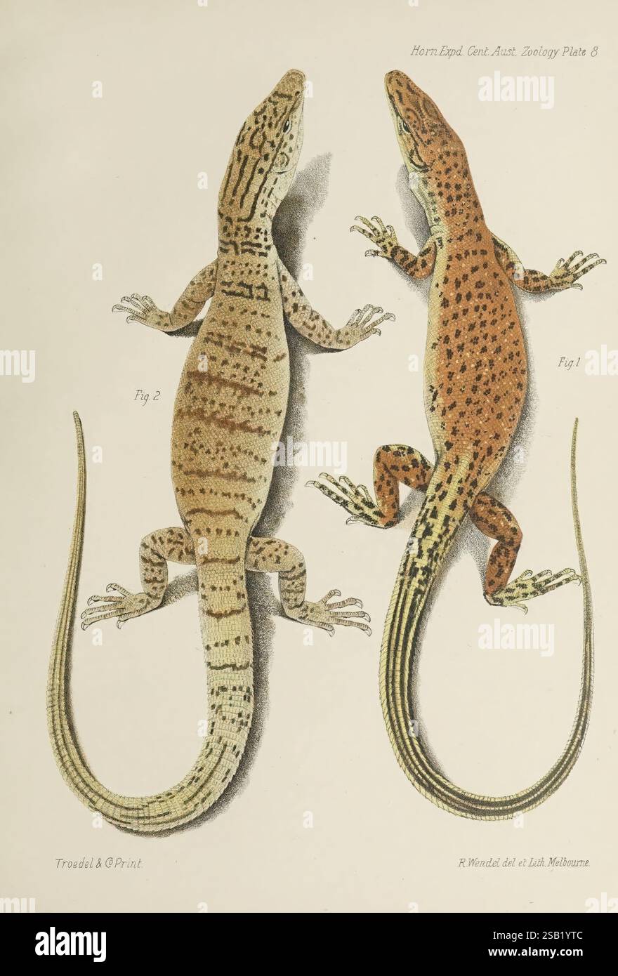 Varanus gilleni robert wendel lizards hi-res stock photography and ...