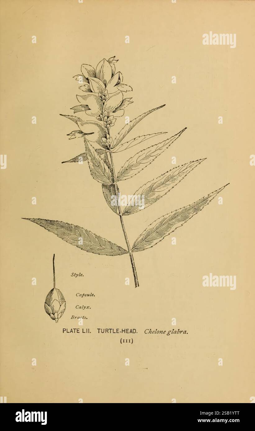 A guide to the wild flowers New York 1899 United States Wildflowers ...