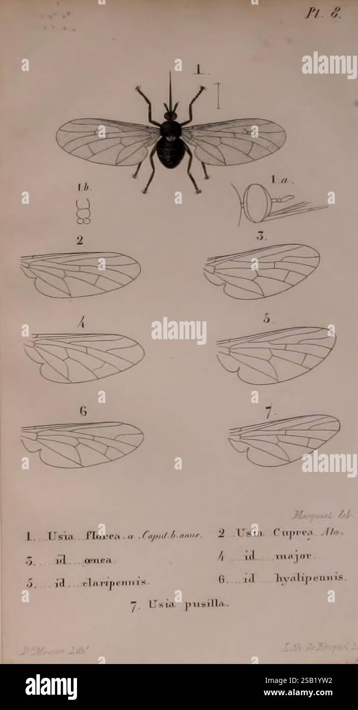 Usia major hi-res stock photography and images - Alamy