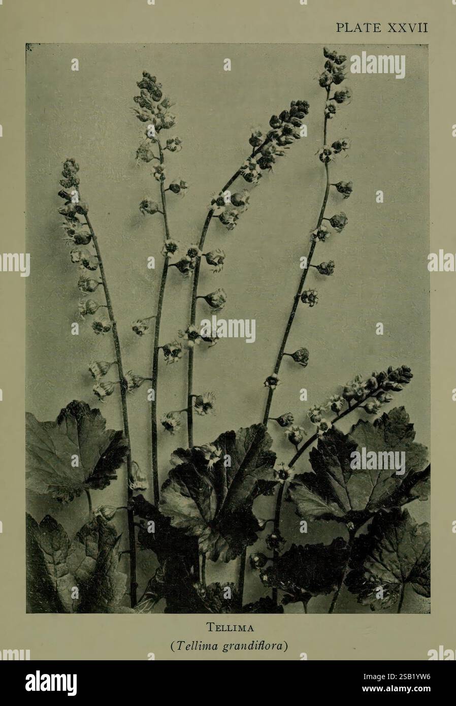 Wild flowers of the North American mountains, New York, R.M. McBride ...