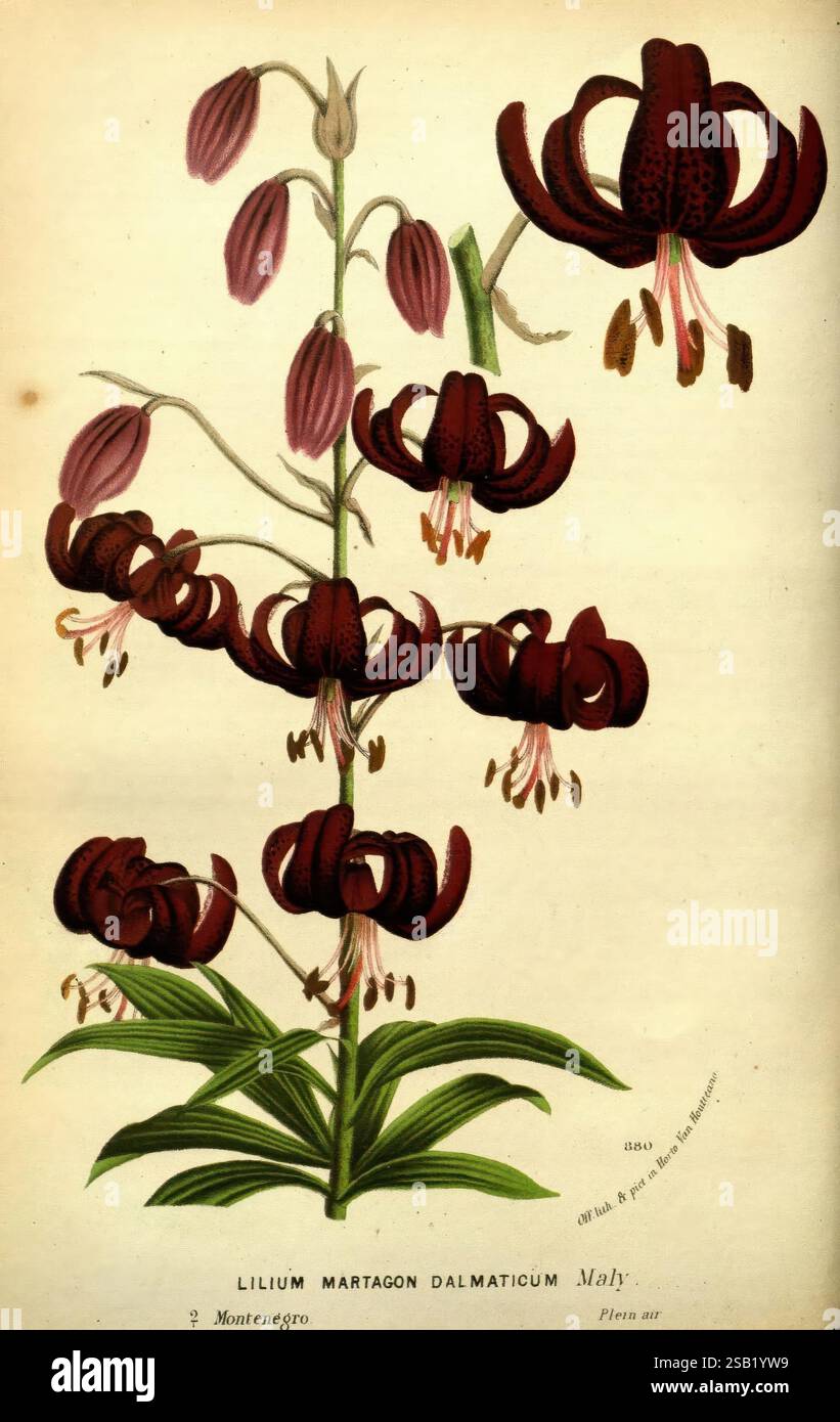Dalmation lily hi-res stock photography and images - Alamy