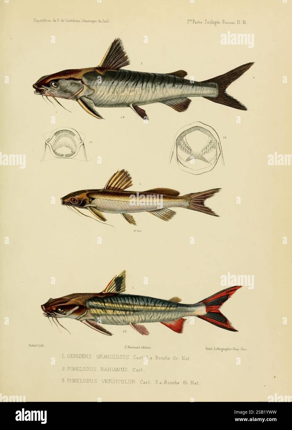 Specific catfish species hi-res stock photography and images - Alamy