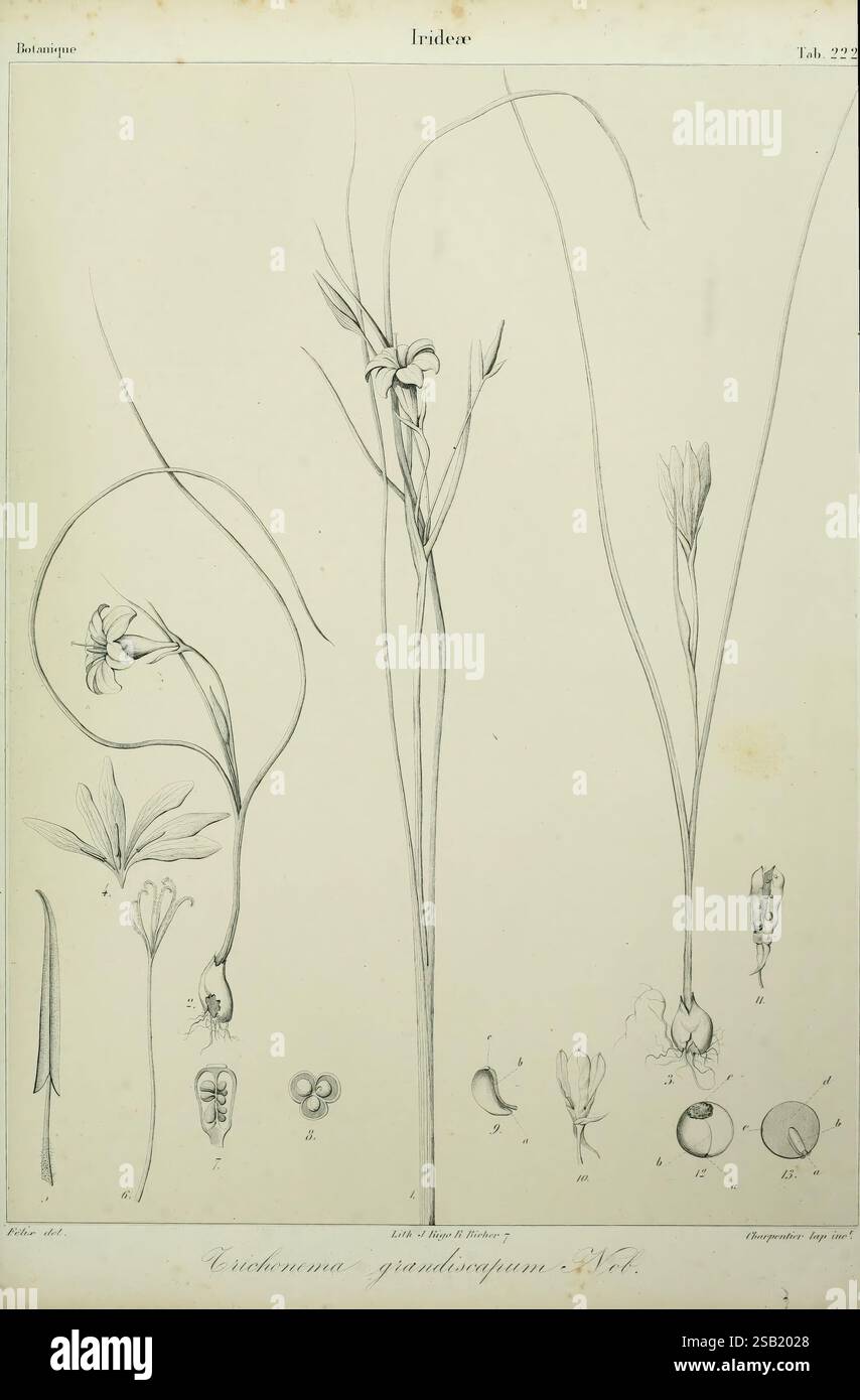 Histoire naturelle des Iles Canaries, Paris, Béthune, éditeur, 1836 ...