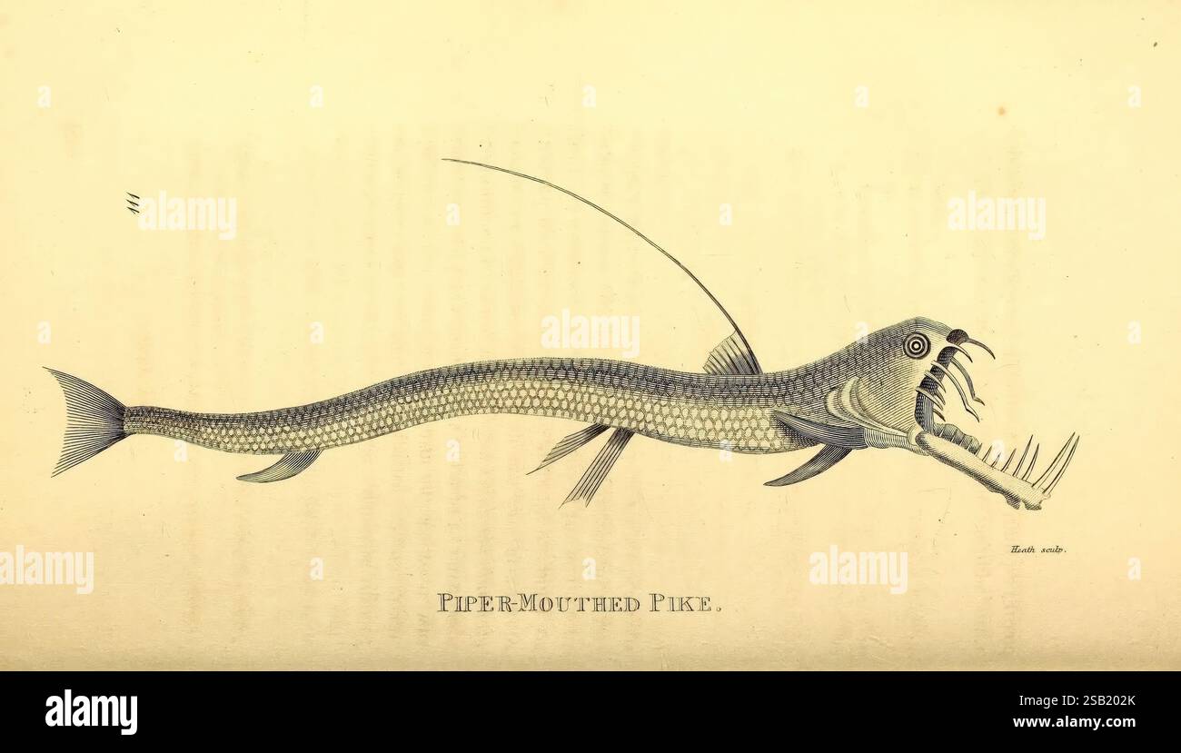 Extended snout hi-res stock photography and images - Alamy