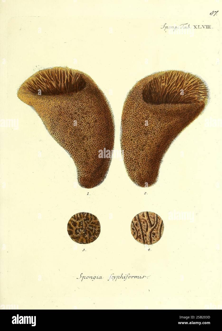 Die Pflanzenthiere in Abbildungen nach der Natur, Nürnberg, in der ...