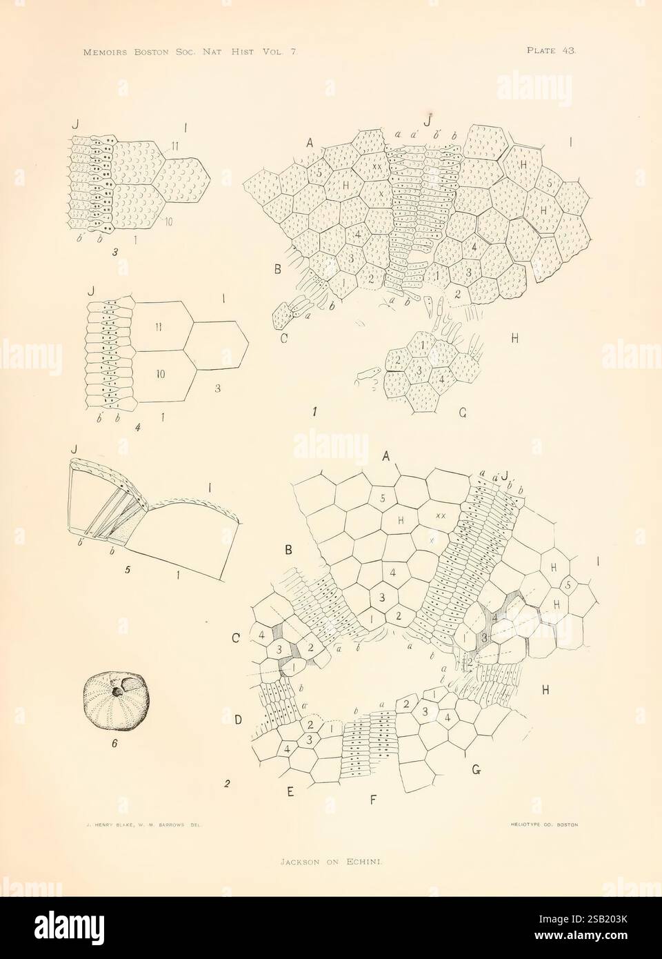 Phylogeny of the Echini, Boston, The Society, 1912, paleontology ...