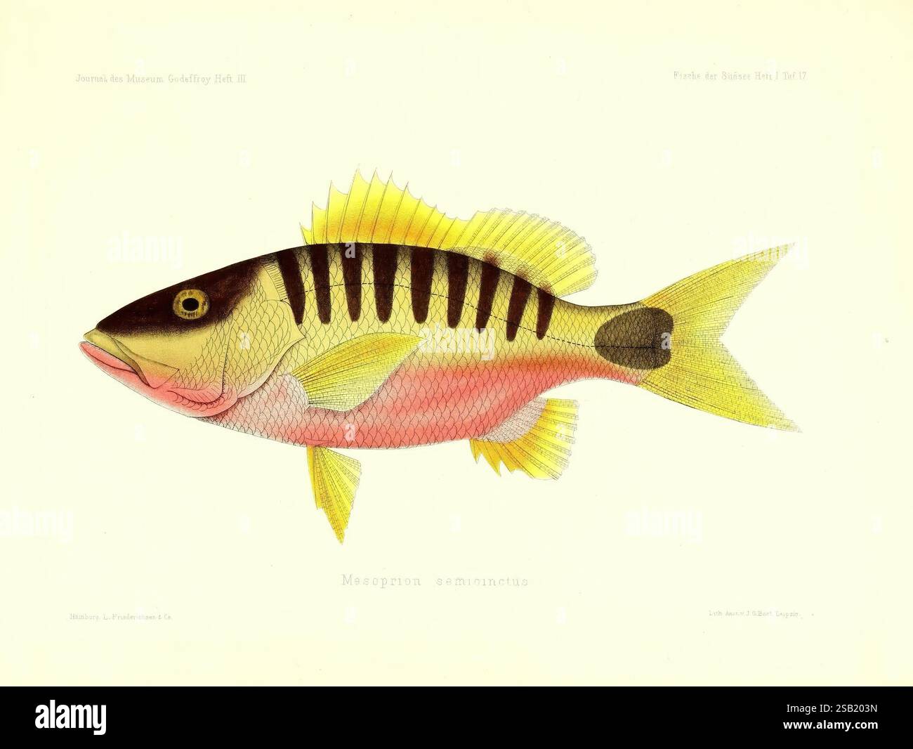 Unique coloration characterized hi-res stock photography and images - Alamy