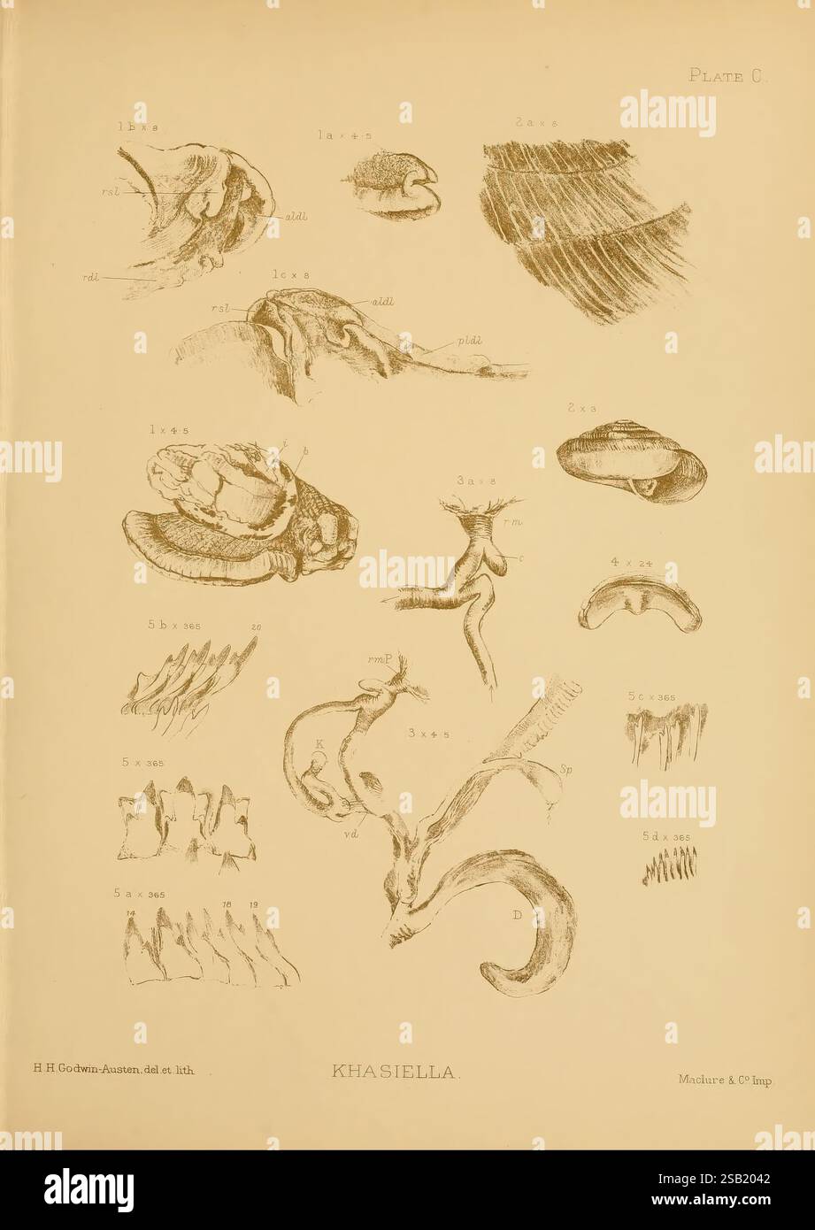 Biological forms depicted hi-res stock photography and images - Alamy