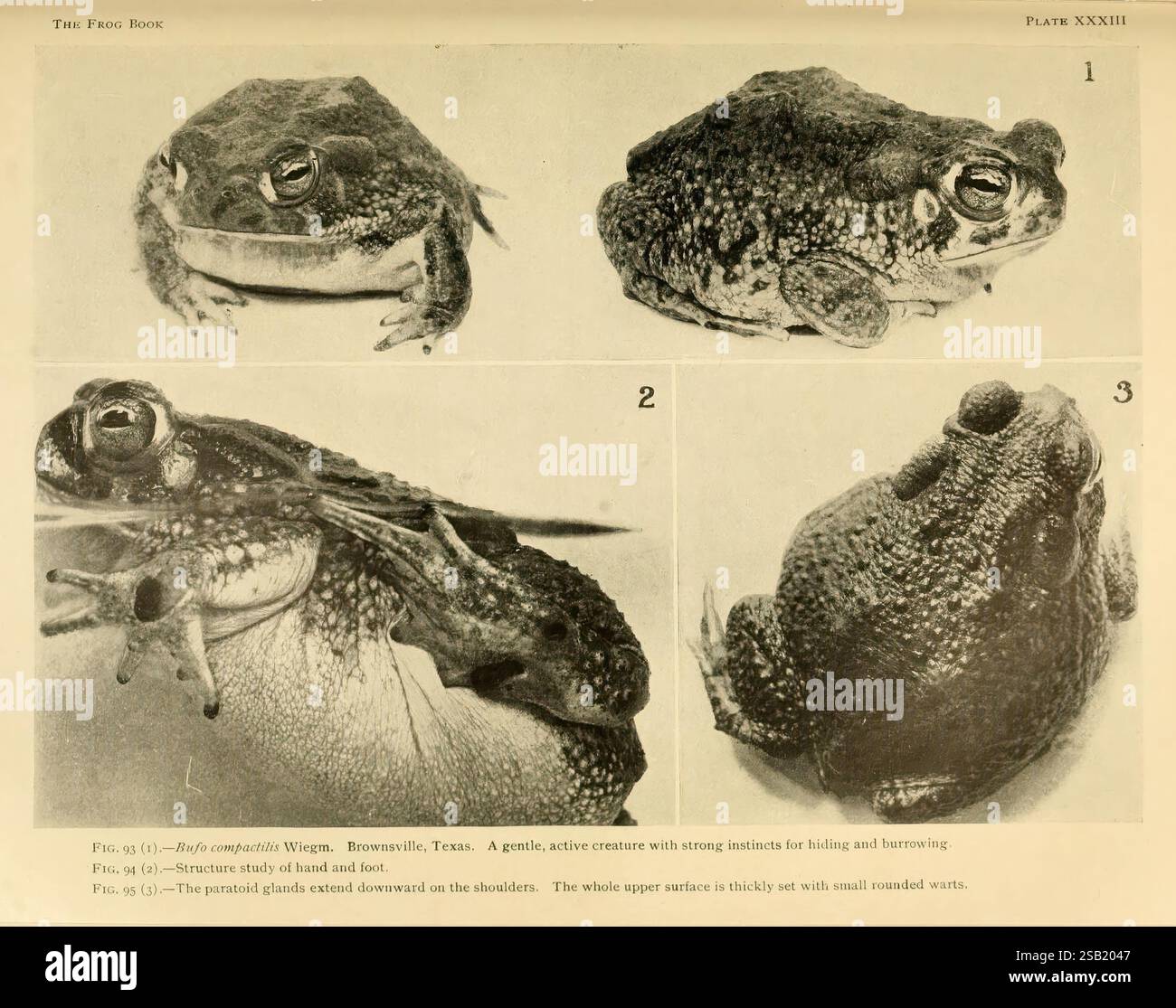 Species number two displays hi-res stock photography and images - Alamy