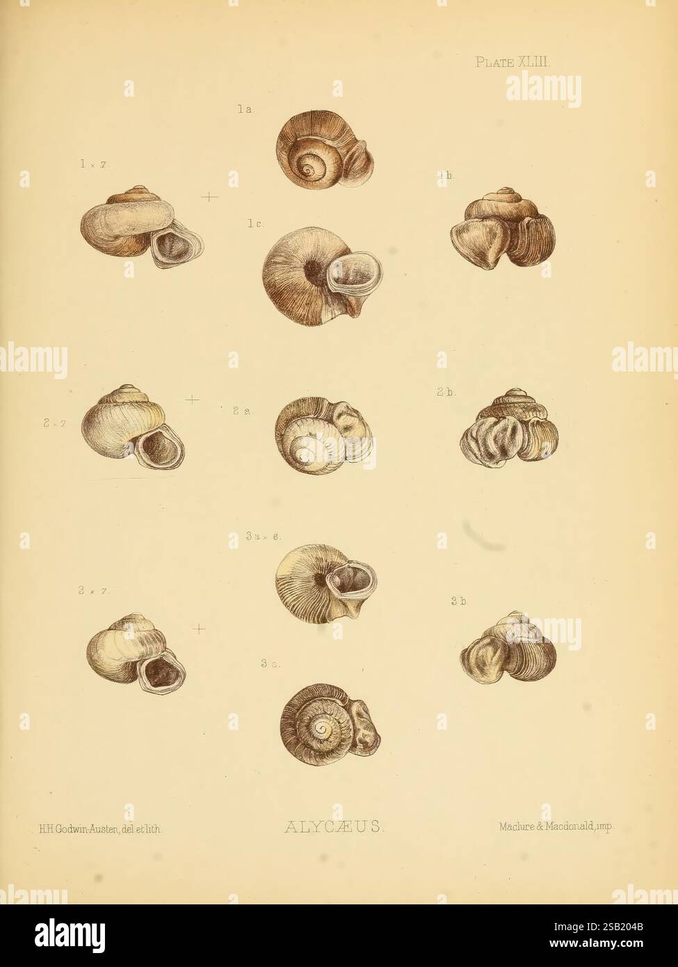 Typical of 19th century natural history illustrations hi-res stock ...