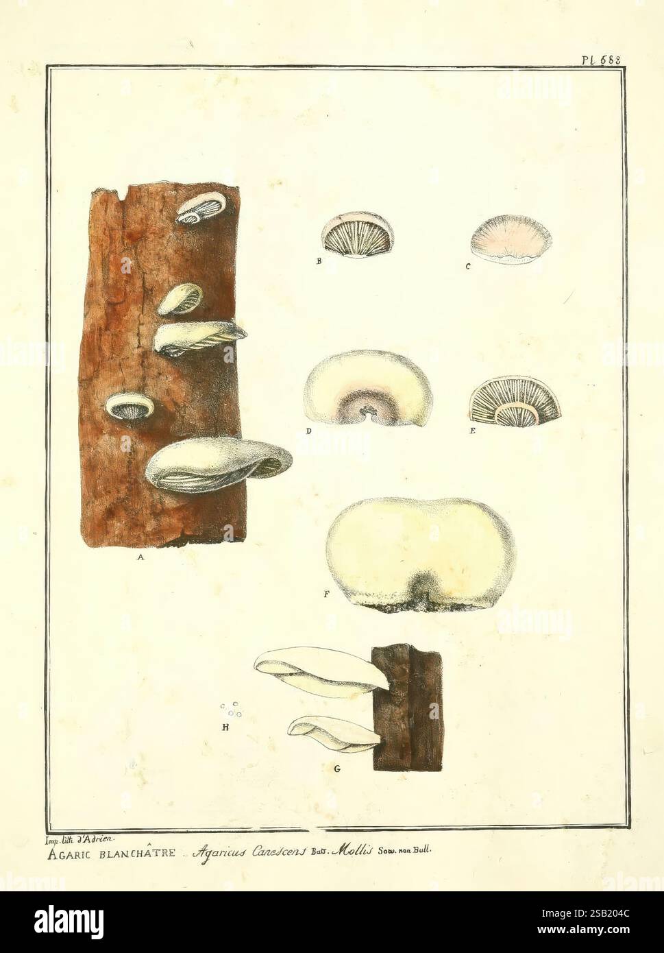 Figures des champignons, servant de supplément aux planches de Bulliard ...