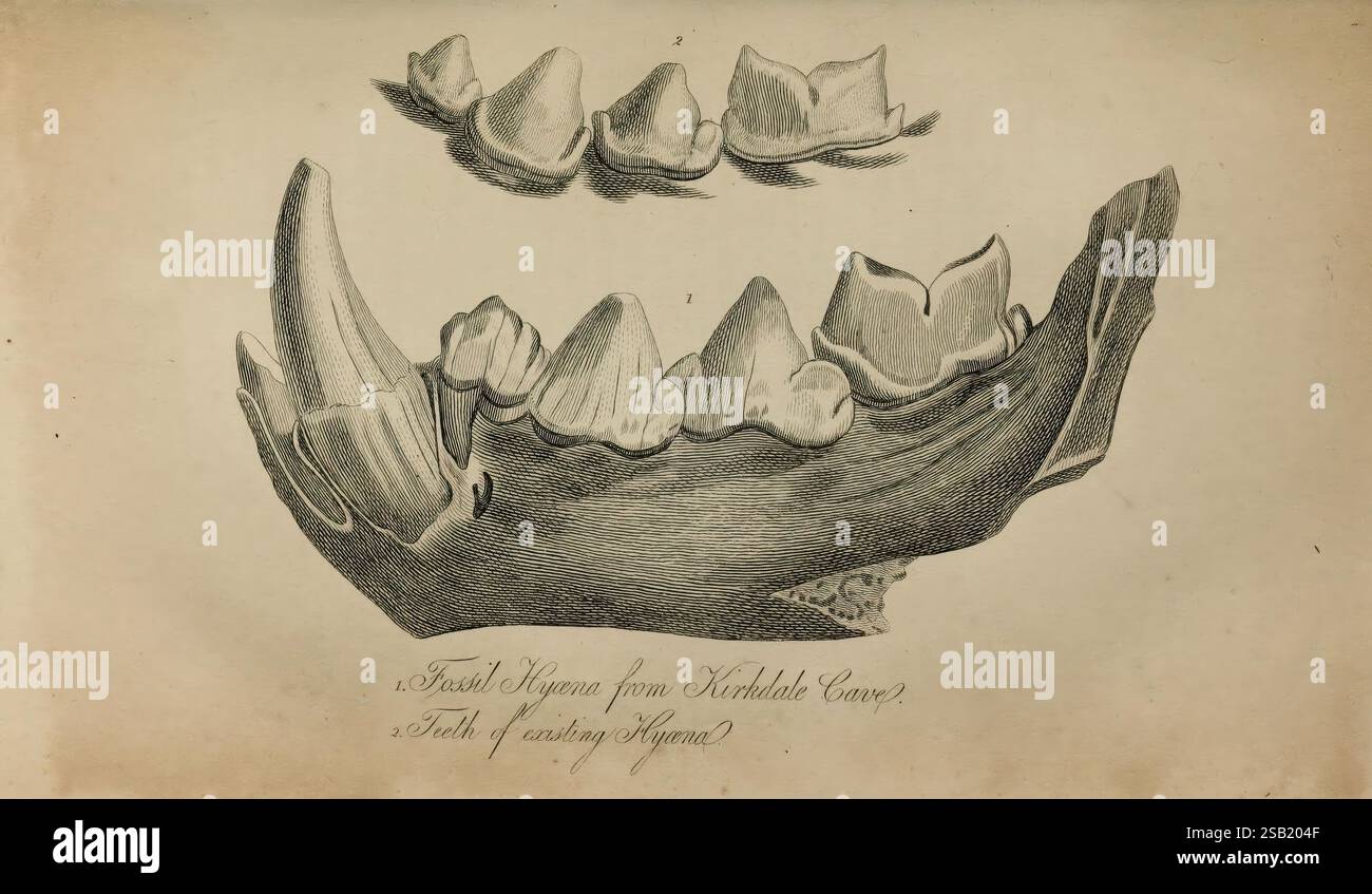 The fossil remains of the animal kingdom London Whittaker Treacher 1830 ...