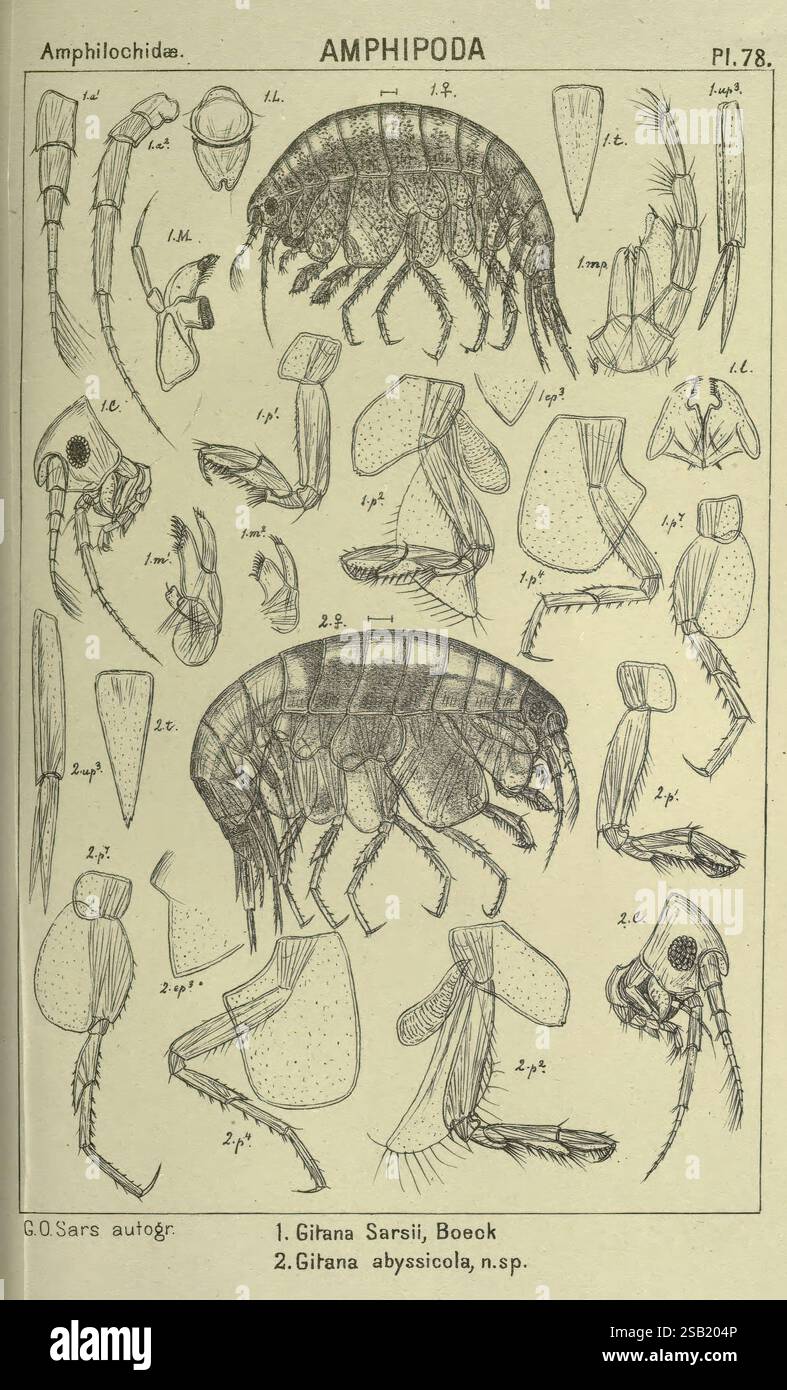 An account of the Crustacea of Norway. v.1 Amphipoda (plates ...