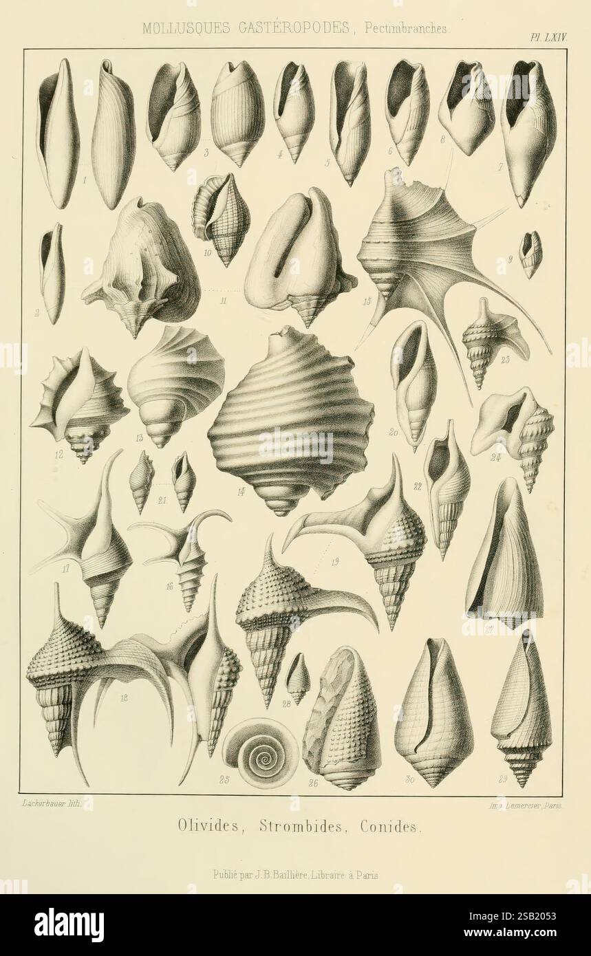 Elongated tapered shells hi-res stock photography and images - Alamy